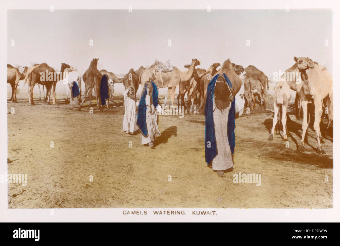Camels Watering - Kuwait Stock Photo - Alamy
