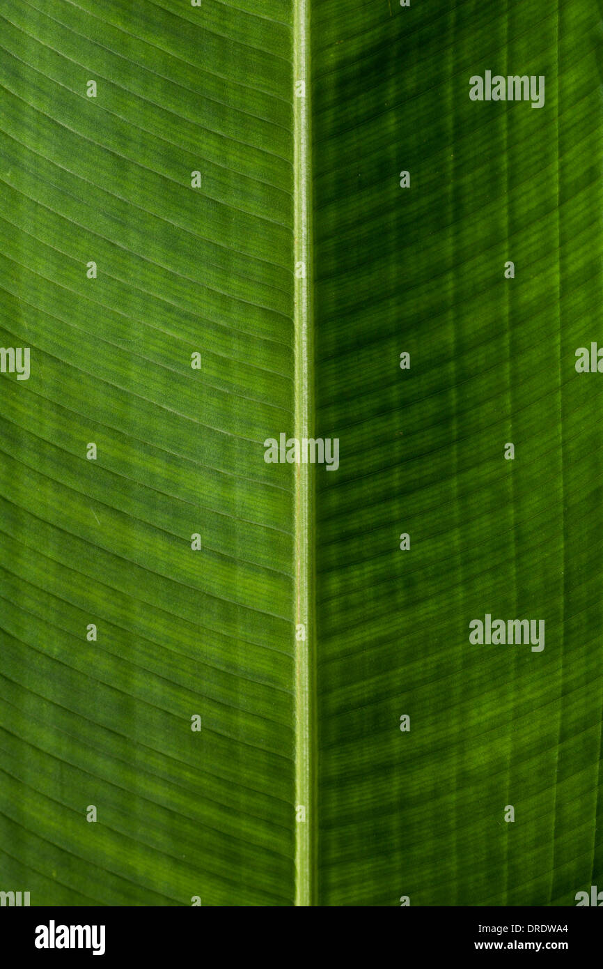 Tropical Heliconia leaf Stock Photo - Alamy
