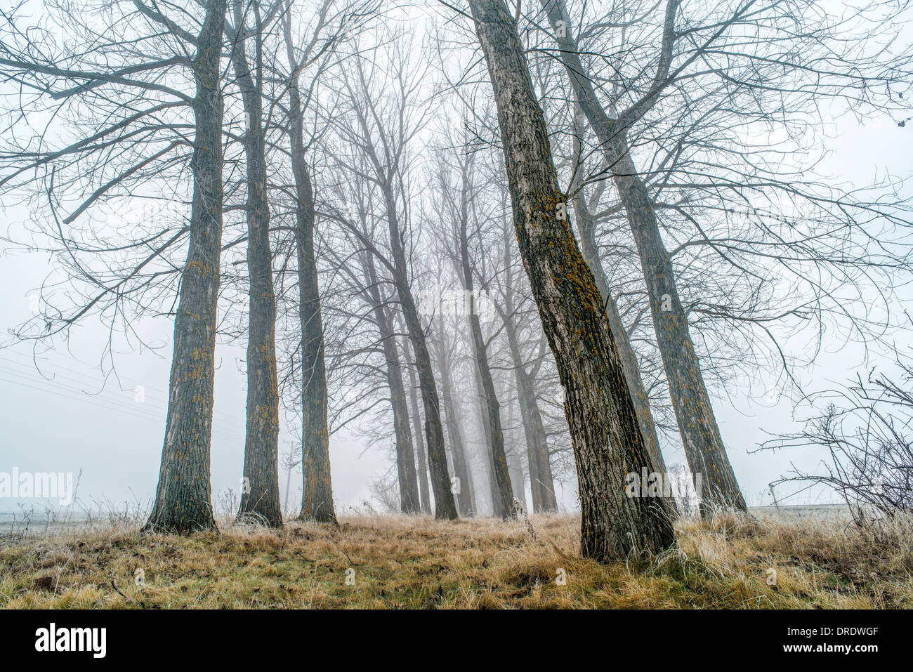 Big Trees in fog. Forest and fog Stock Photo - Alamy