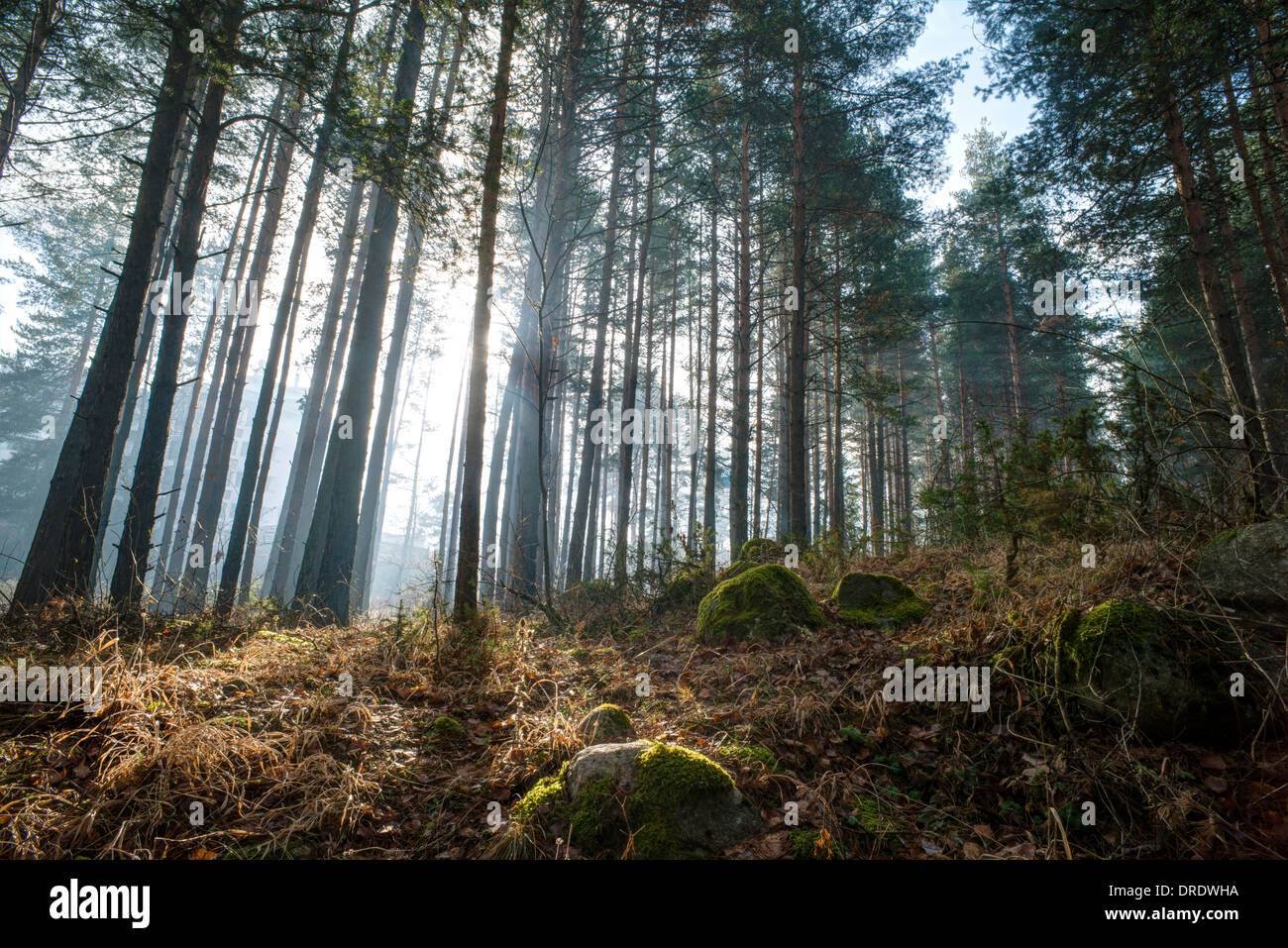 Daylight through the trees hi-res stock photography and images - Alamy