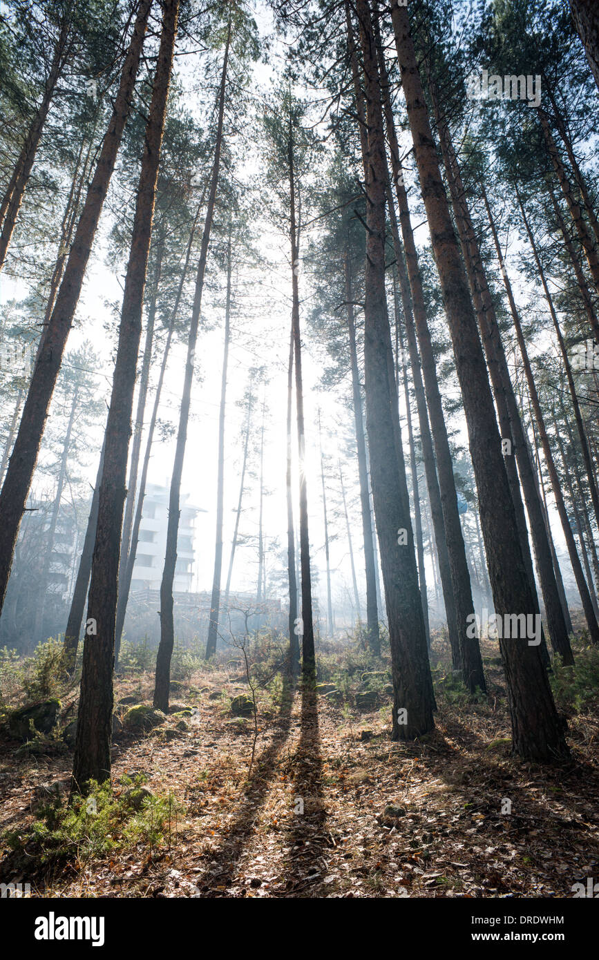 Sunlight through the trees hi-res stock photography and images - Alamy