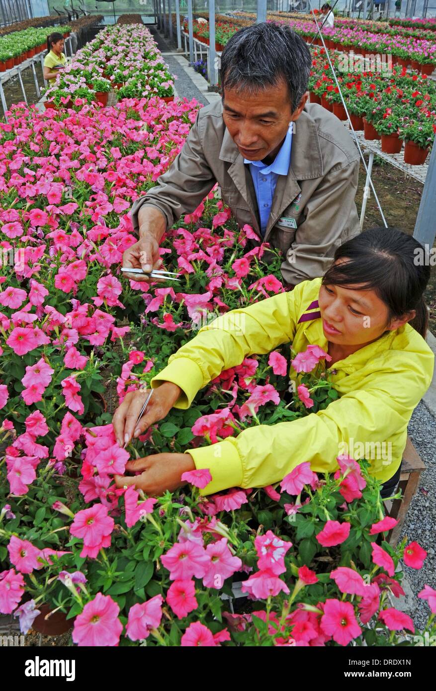 Hand pollination china hi-res stock photography and images - Alamy