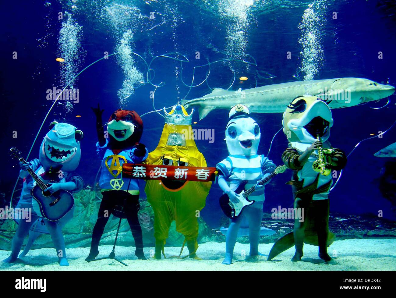 Beijing, China. 24th Jan, 2014. Members of Beijing Aquarium's "Marine ...