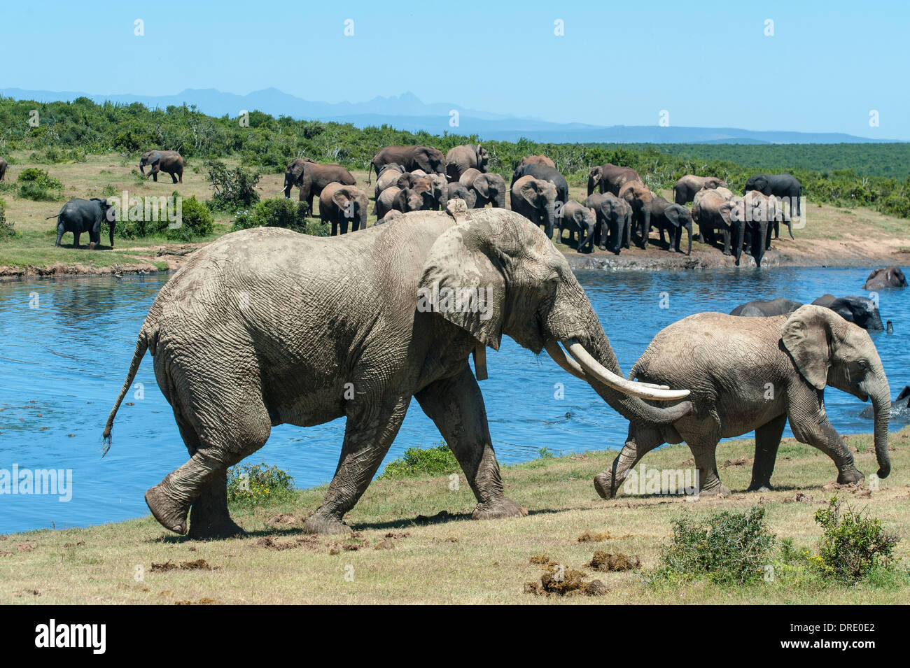 Elephant bull (Loxodonta africana) chasing young female, Gwarrie Pan ...