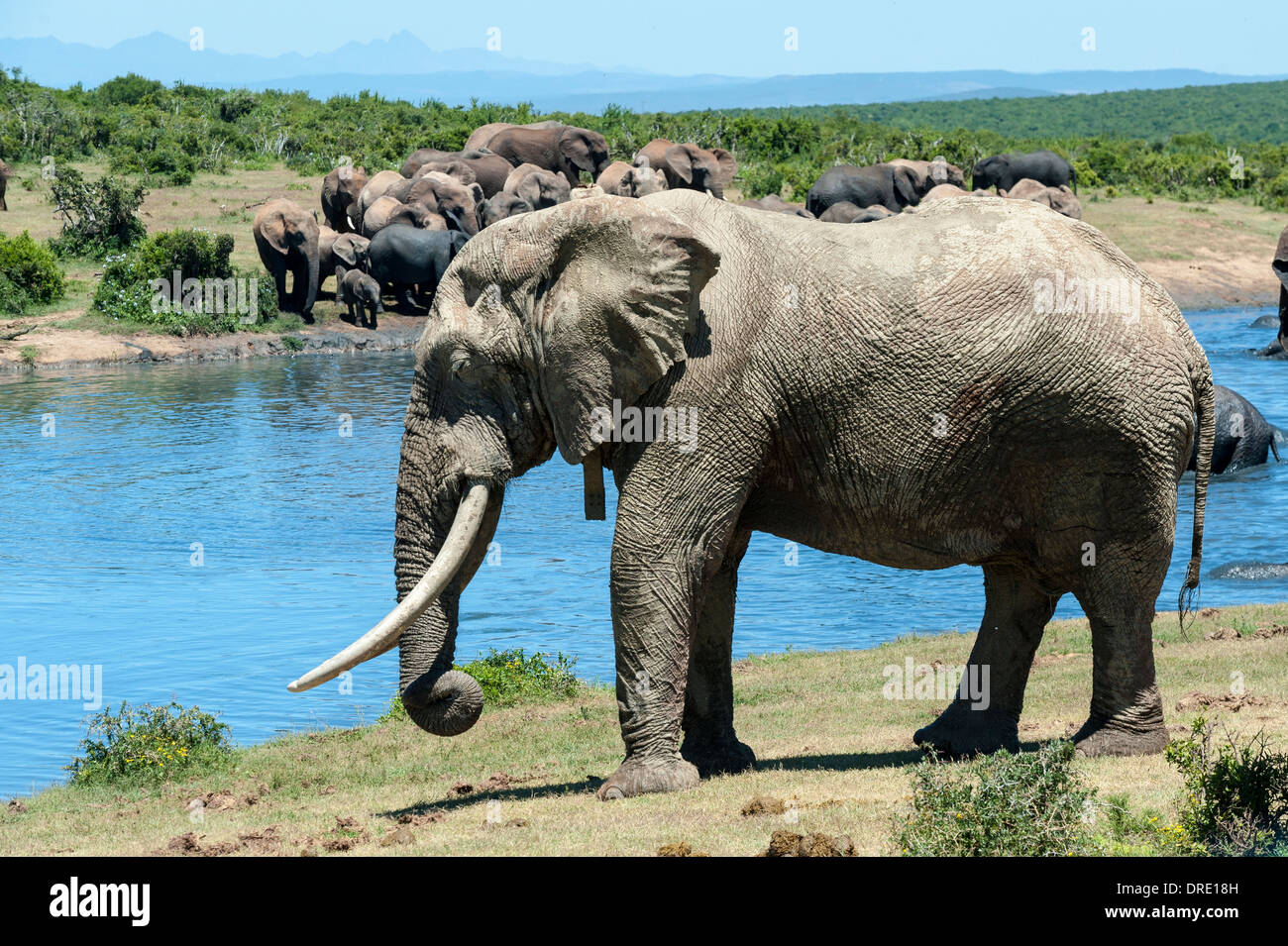 Elephant bull (Loxodonta africana) with tracking collar at Gwarrie Pan ...