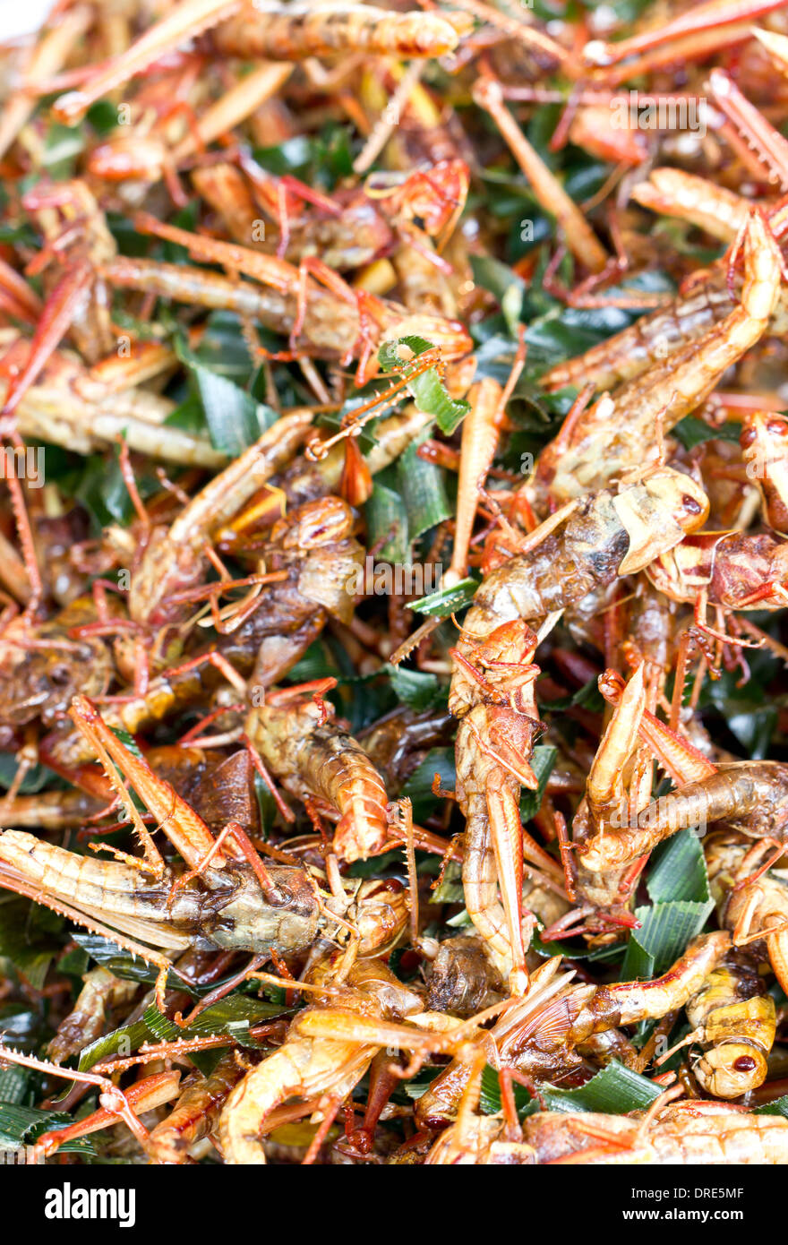 Pile of fried grasshopper Stock Photo - Alamy