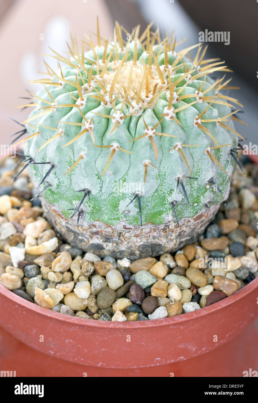 Potted cactus hi-res stock photography and images - Alamy