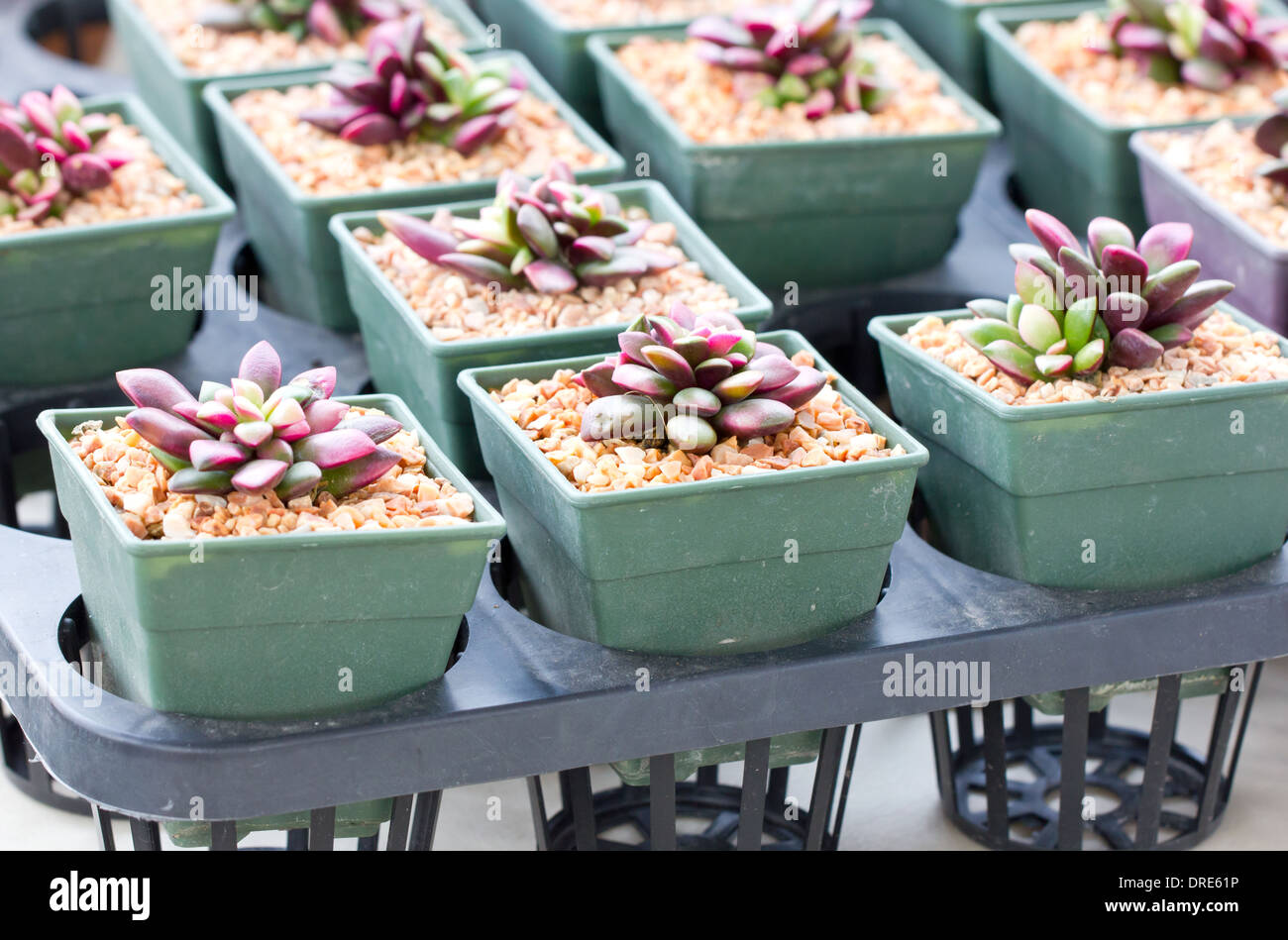 Cacti pots hi-res stock photography and images - Alamy
