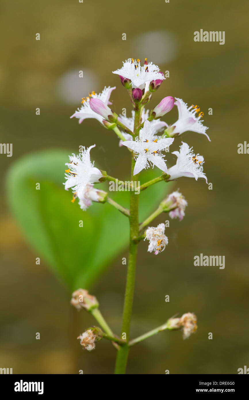 Menyanthes trifoliata buckbean Fieberklee bogbean Stock Photo - Alamy