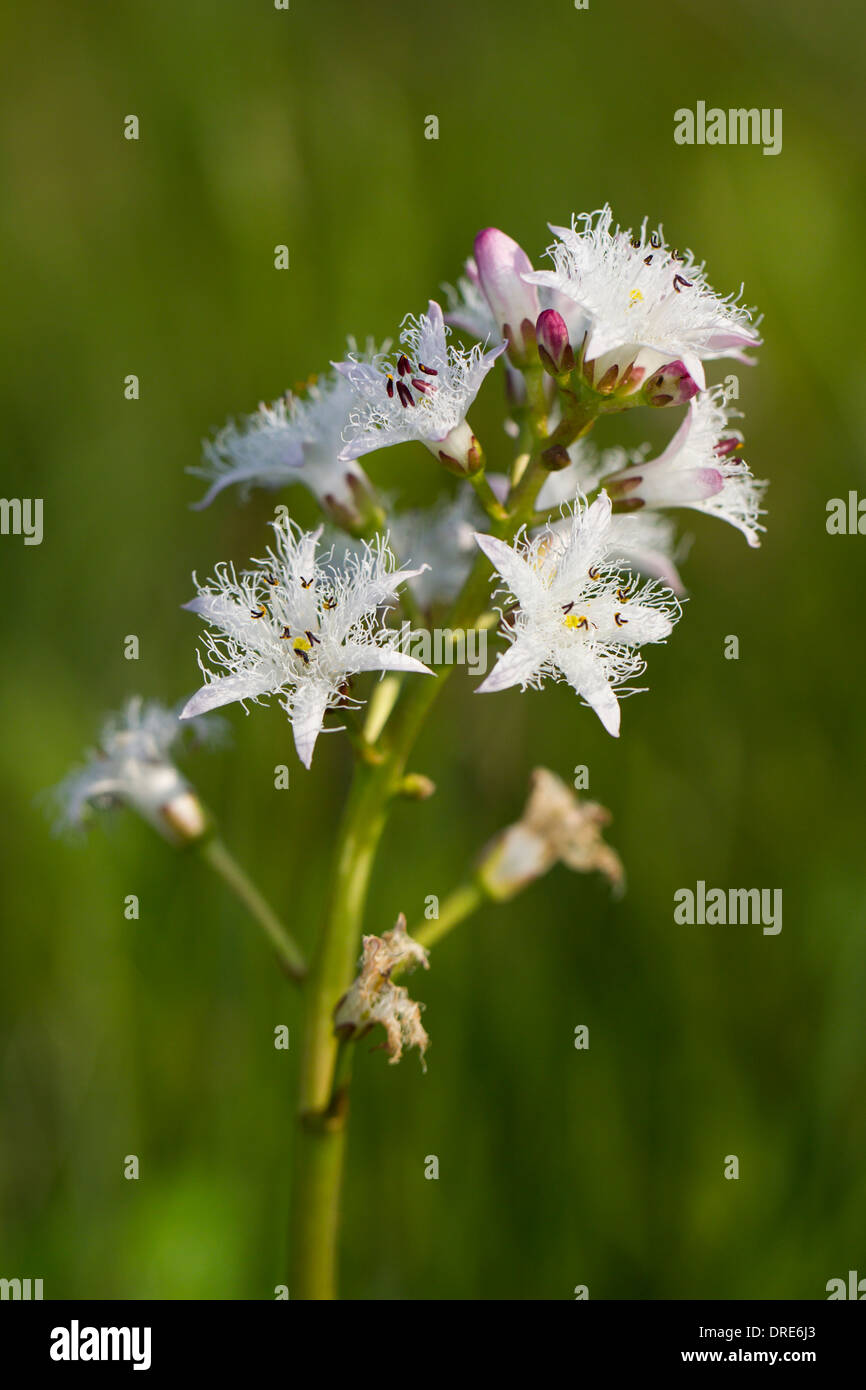 Menyanthes trifoliata buckbean Fieberklee bogbean Stock Photo - Alamy