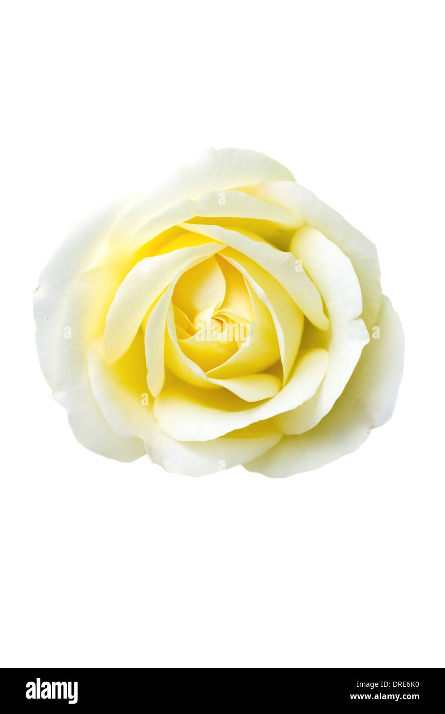Bloom rose isolated on white hi-res stock photography and images - Alamy