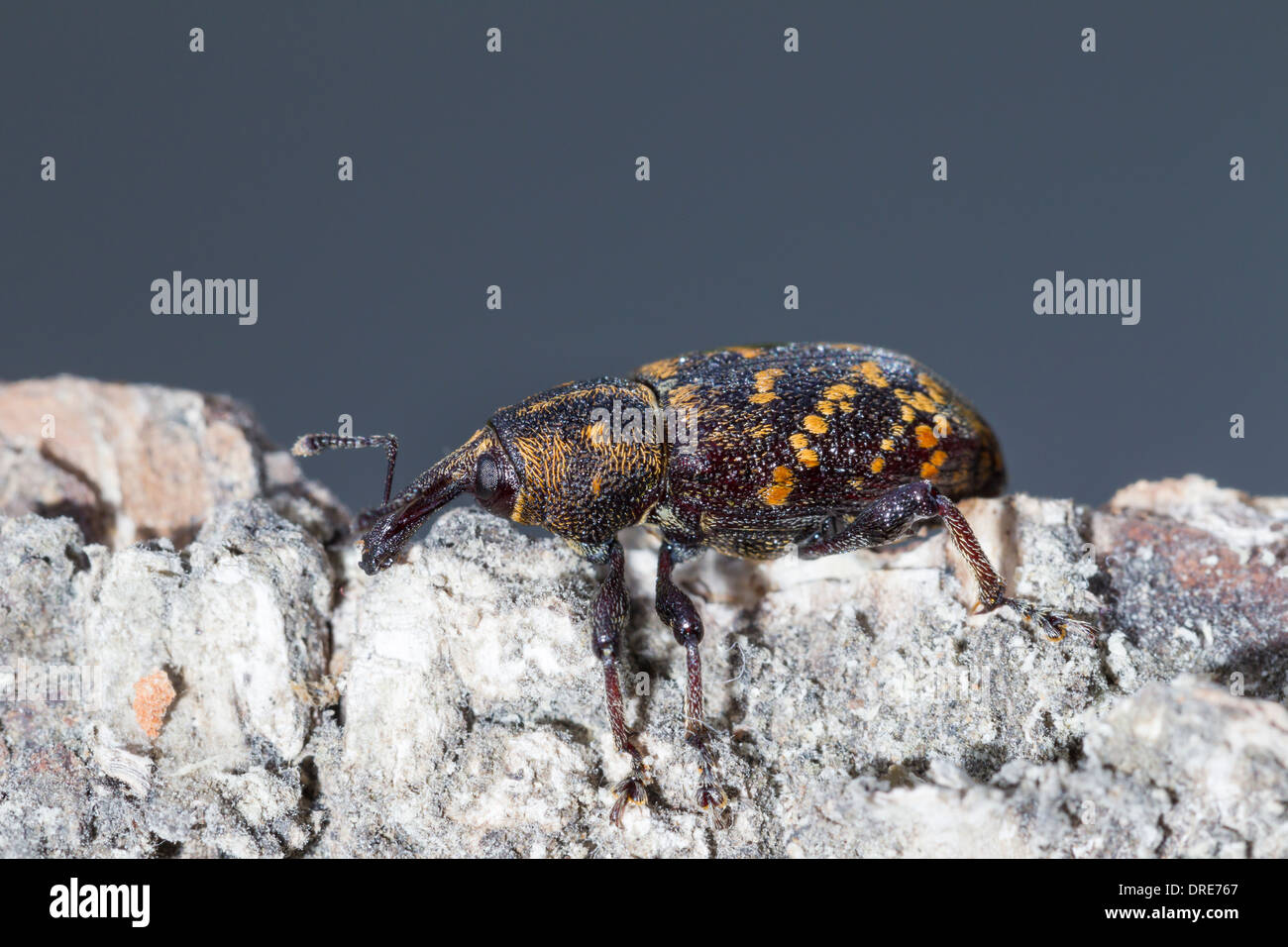 pine weevil Hylobius abietis Fichtenruesselkaefer Ruesselkaefer Stock ...