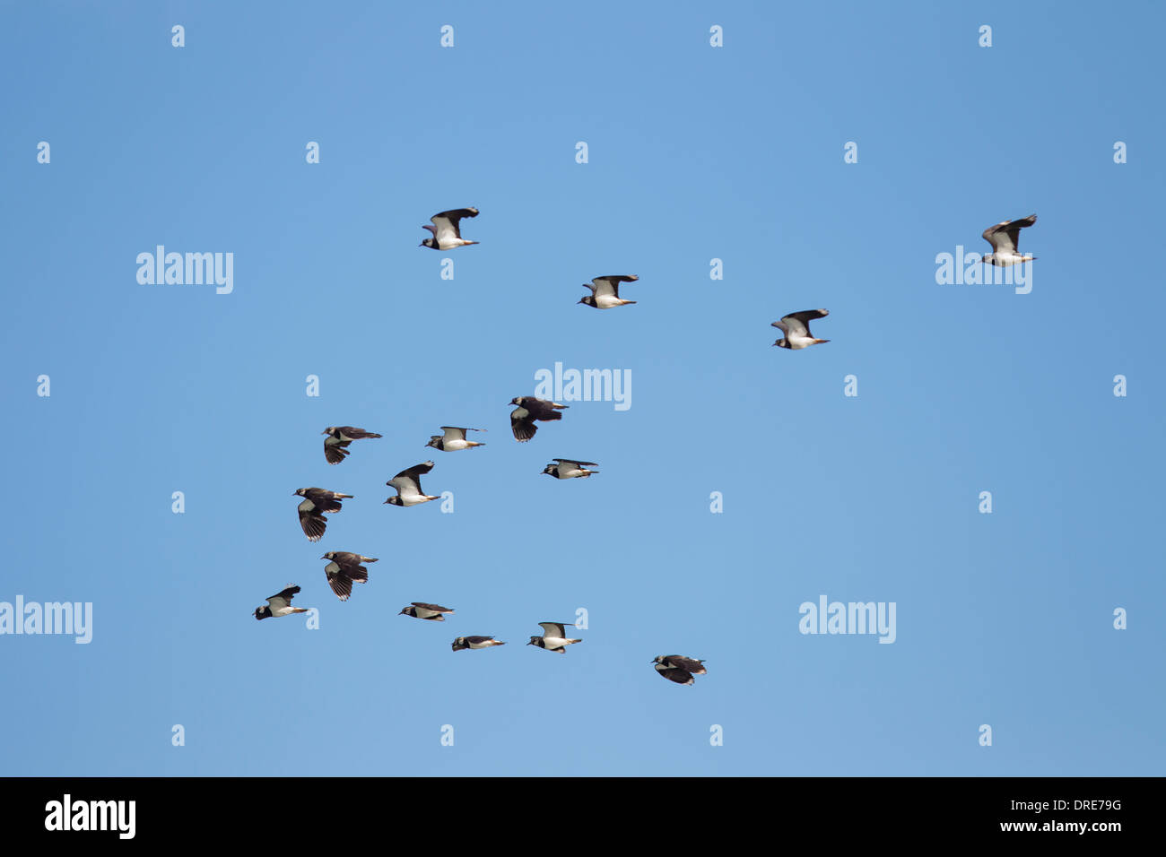 Kiebitz Lapwing Green Plover Northern Lapwing Stock Photo - Alamy