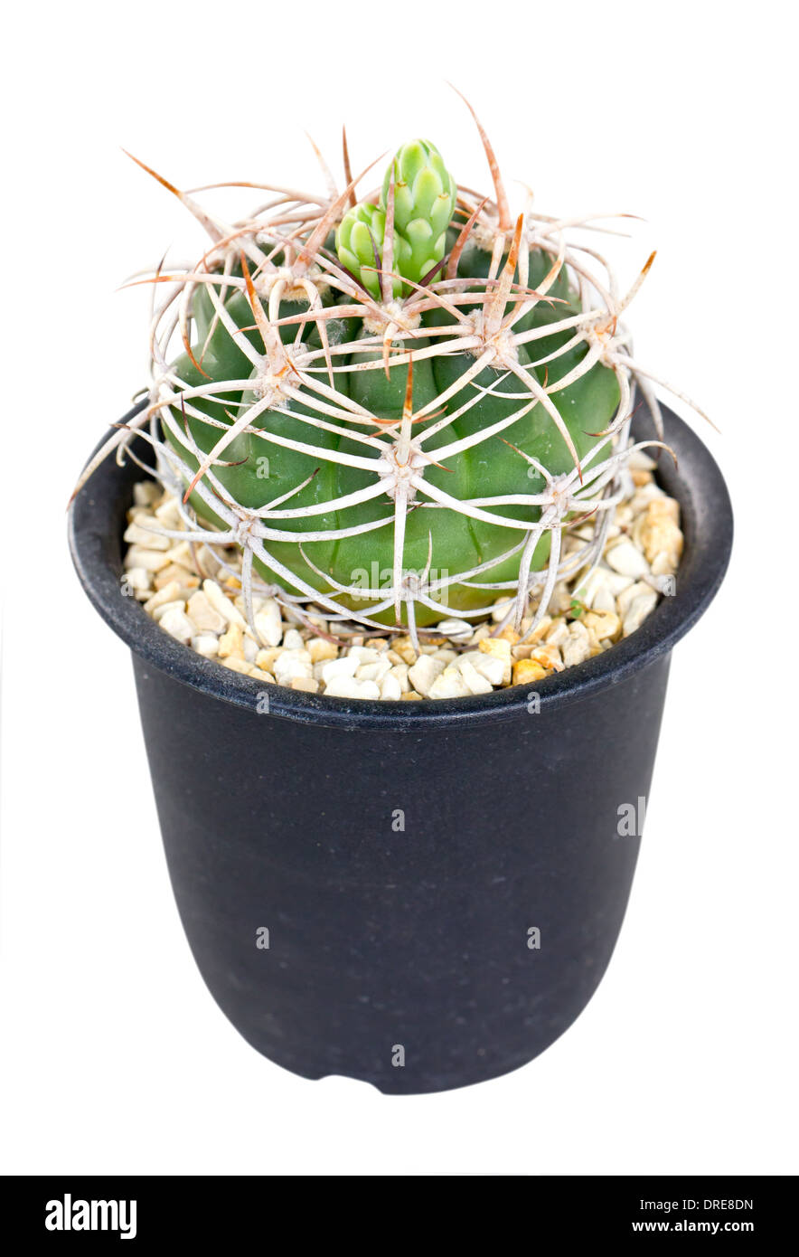 Cactus in pot gardening Cut Out Stock Images & Pictures - Alamy