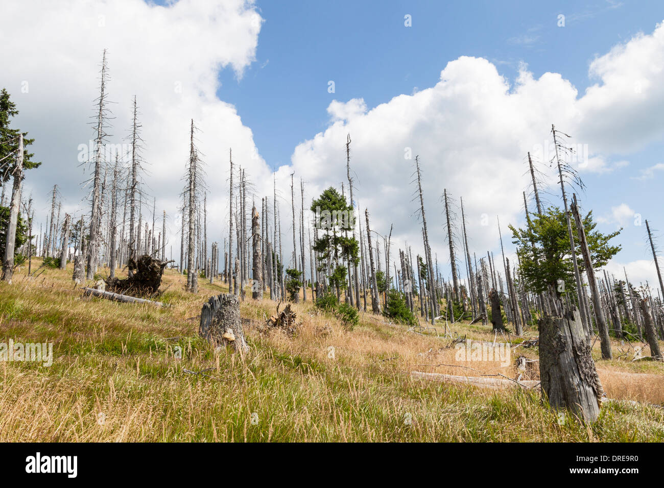 dead forest trees deadwood deforestation die death Stock Photo - Alamy