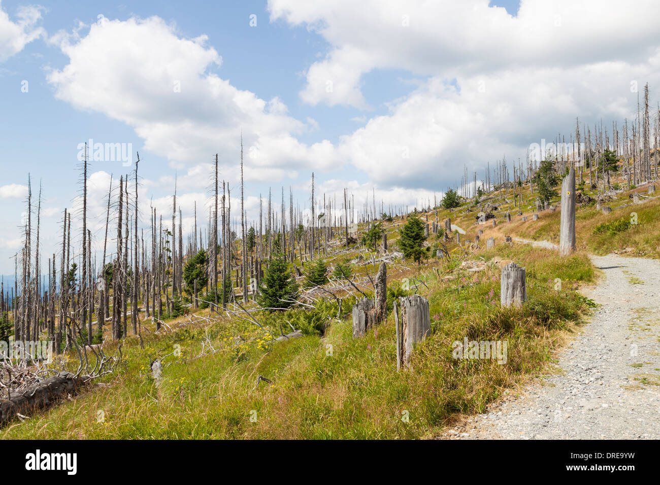 dead forest trees deadwood deforestation die death Stock Photo - Alamy