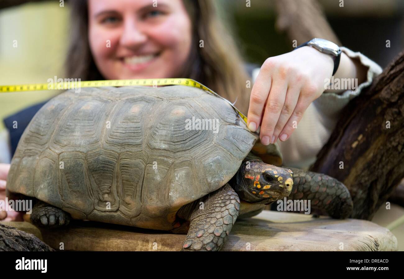 Around 400 Species High Resolution Stock Photography and Images - Alamy