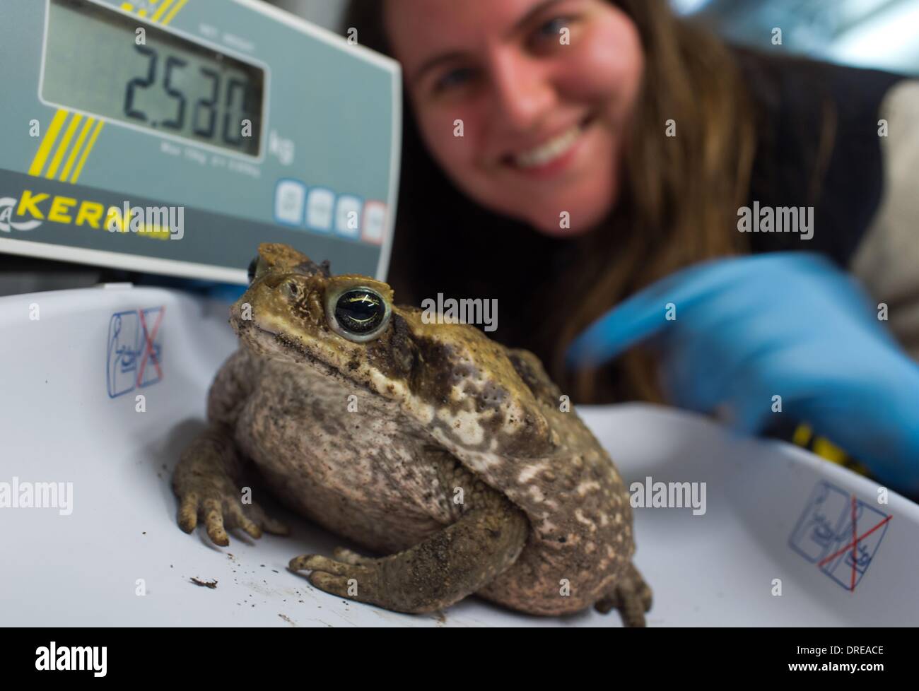 Schwerin, Germany. 24th Jan, 2014. South American cane toad "Larissa ...