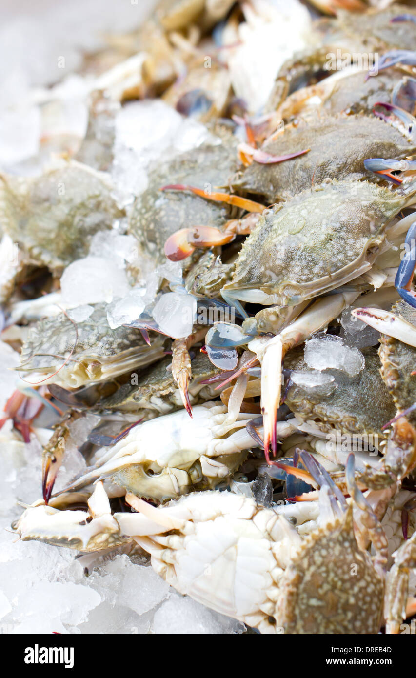 Fresh crab with ice Stock Photo - Alamy