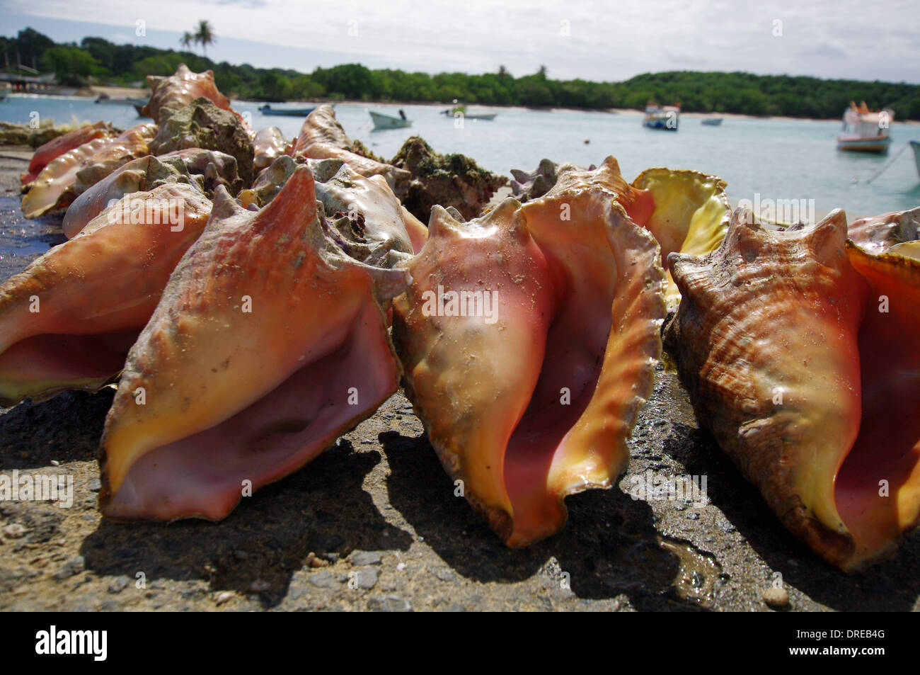 Conch bay hi-res stock photography and images - Alamy