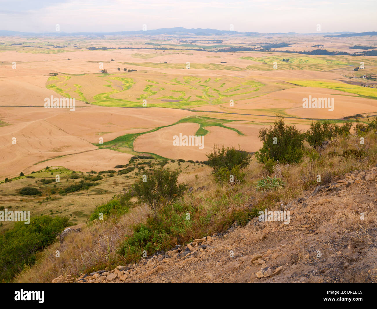 View of the Palouse Hills of Whitman County, Washington State, USA ...