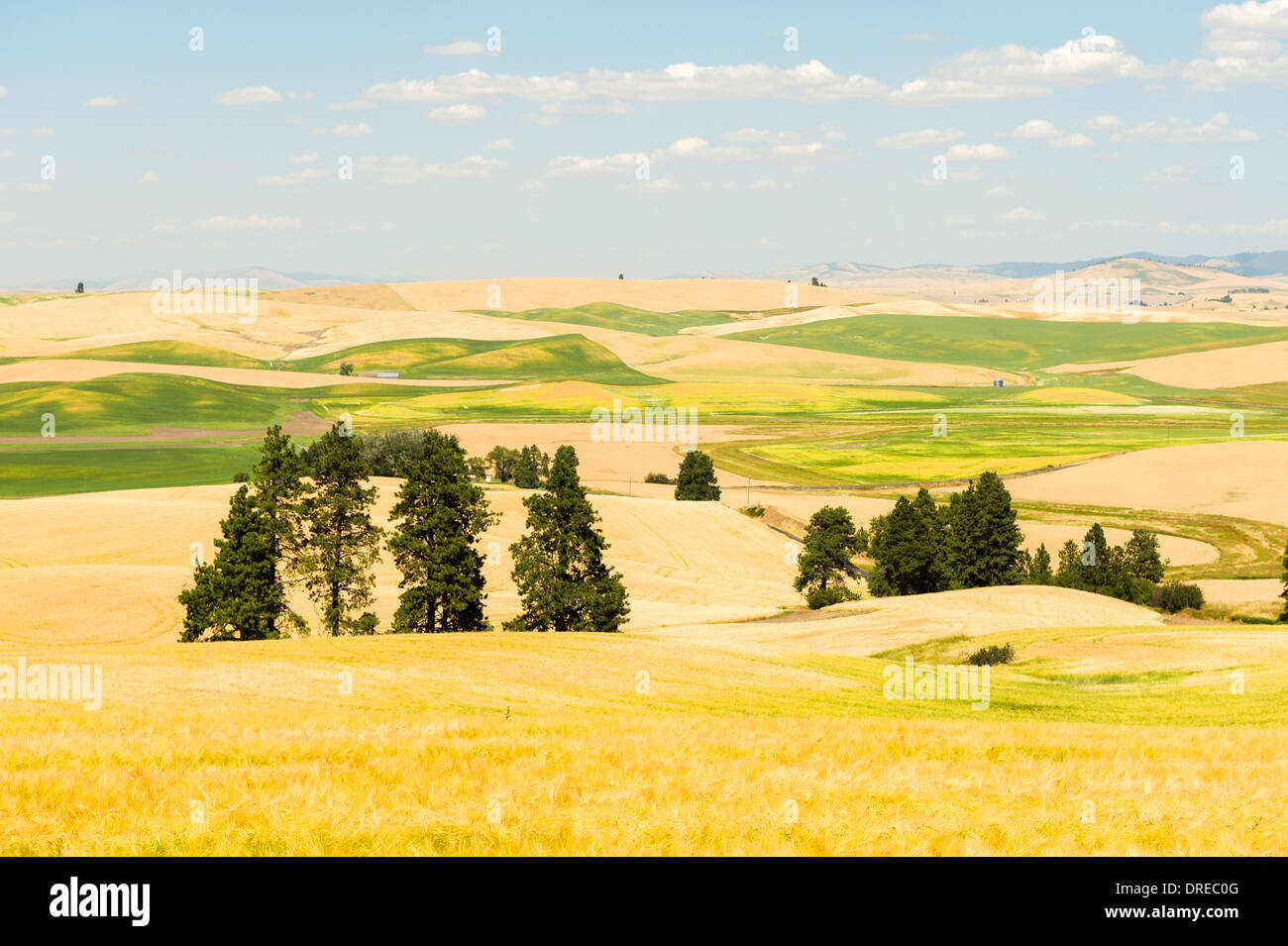 View of the Palouse Hills from Kamiak Butte State Park, Whitman County ...