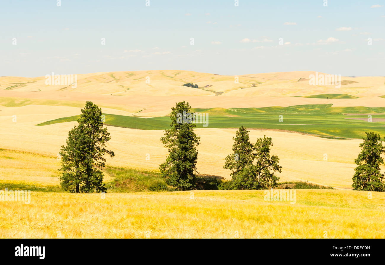View of the Palouse Hills from Kamiak Butte State Park, Whitman County ...