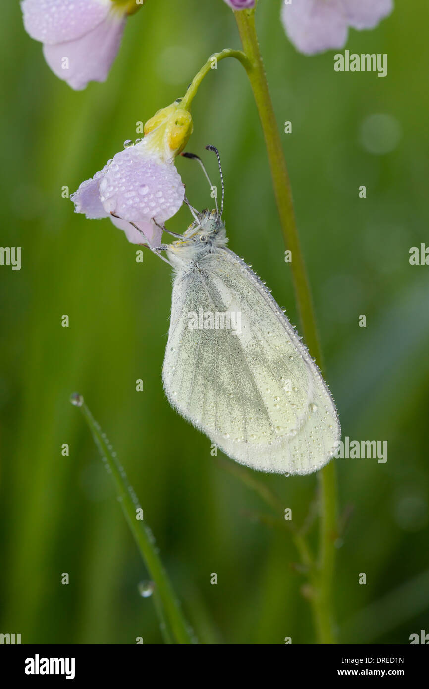 Leguminosen hi-res stock photography and images - Alamy