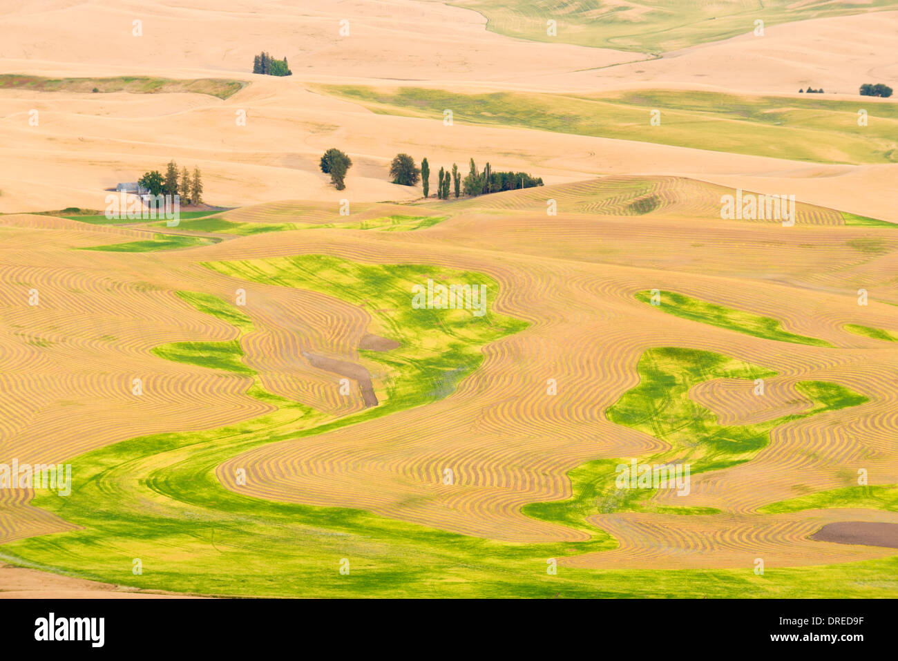 View of the Palouse Hills of Whitman County, Washington State, USA ...