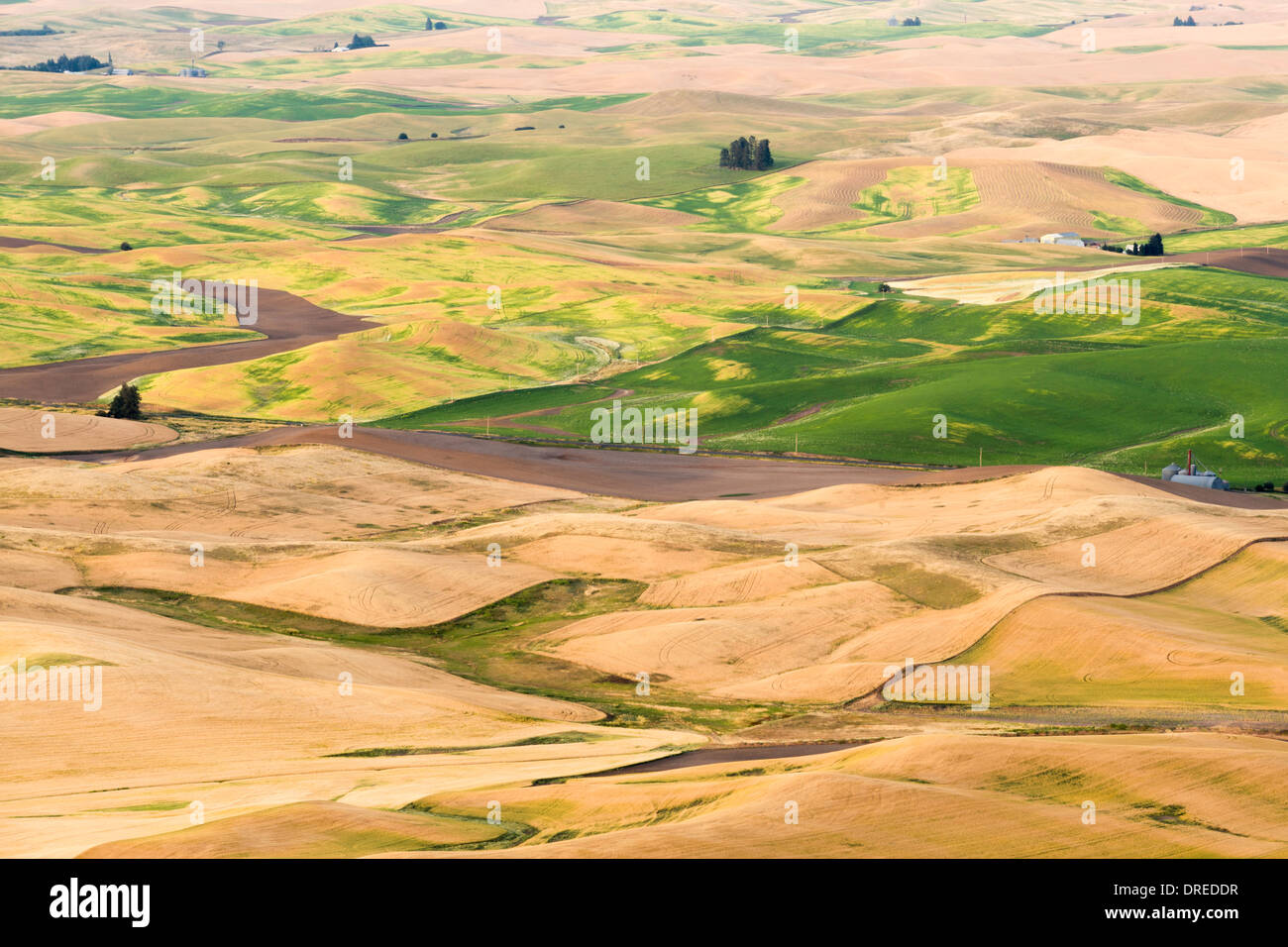 View of the Palouse Hills of Whitman County, Washington State, USA ...