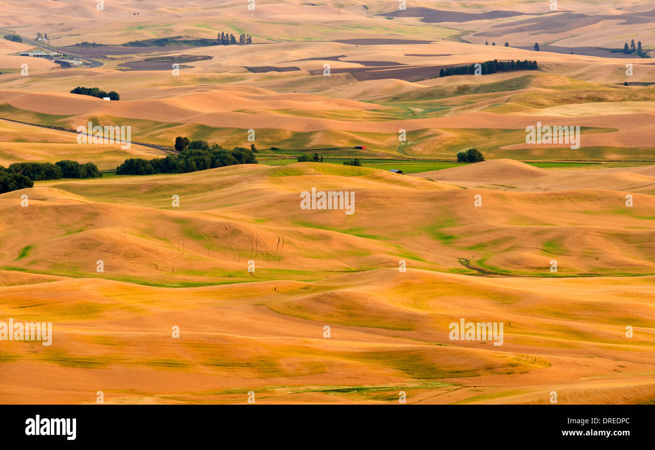 View of the Palouse Hills of Whitman County, Washington State, USA ...