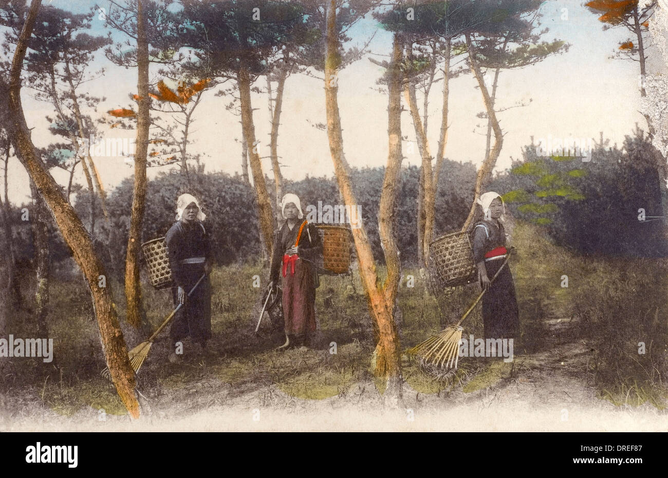 Collecting cones hi-res stock photography and images - Alamy