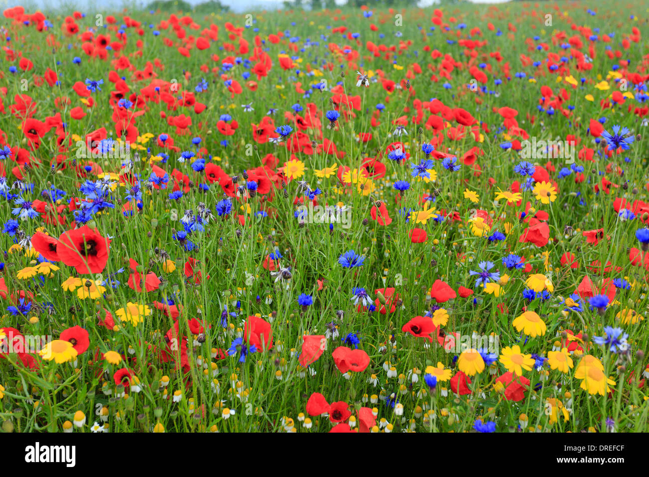 Rapeseed field invaded by arable weeds, cornflower, poppies, chamomile ...