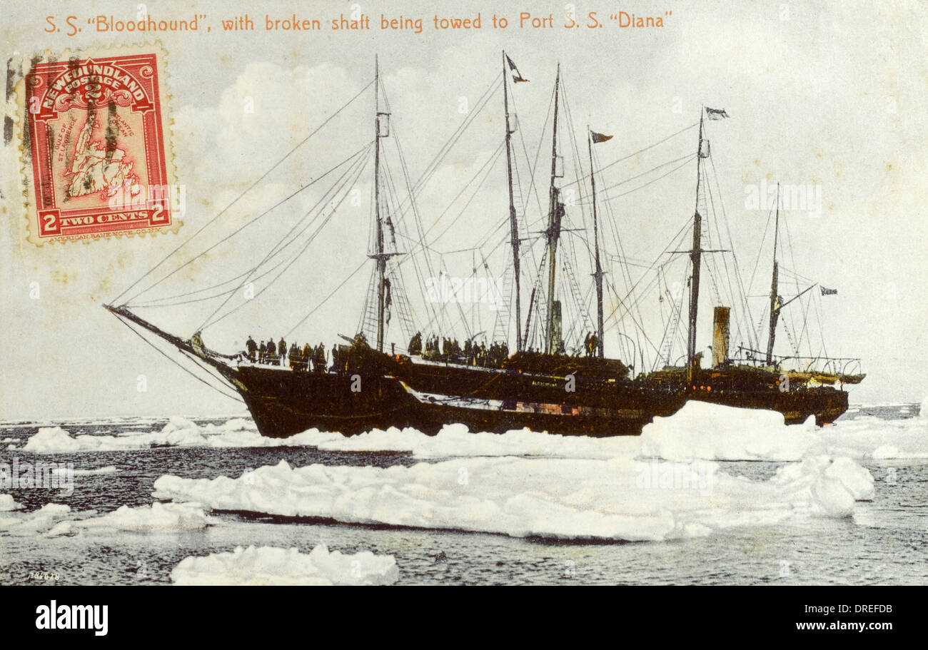 SS Bloodhound towed to shore - Newfoundland Stock Photo - Alamy