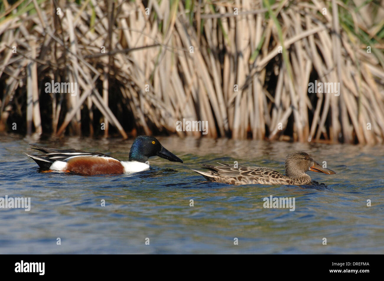 Swamp canes hi-res stock photography and images - Alamy