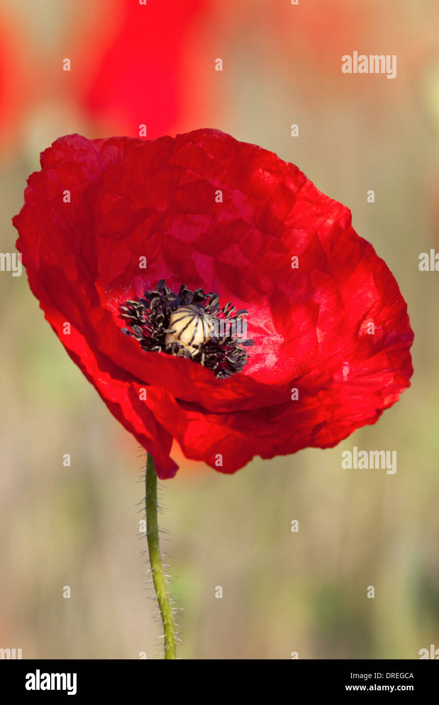 Poppies - papaver rhoeas - growing in arable fields Stock Photo - Alamy
