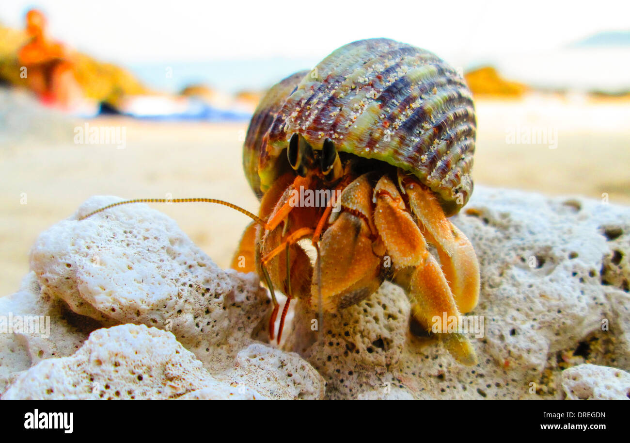 Hermit crab in spiral shell hi-res stock photography and images - Alamy