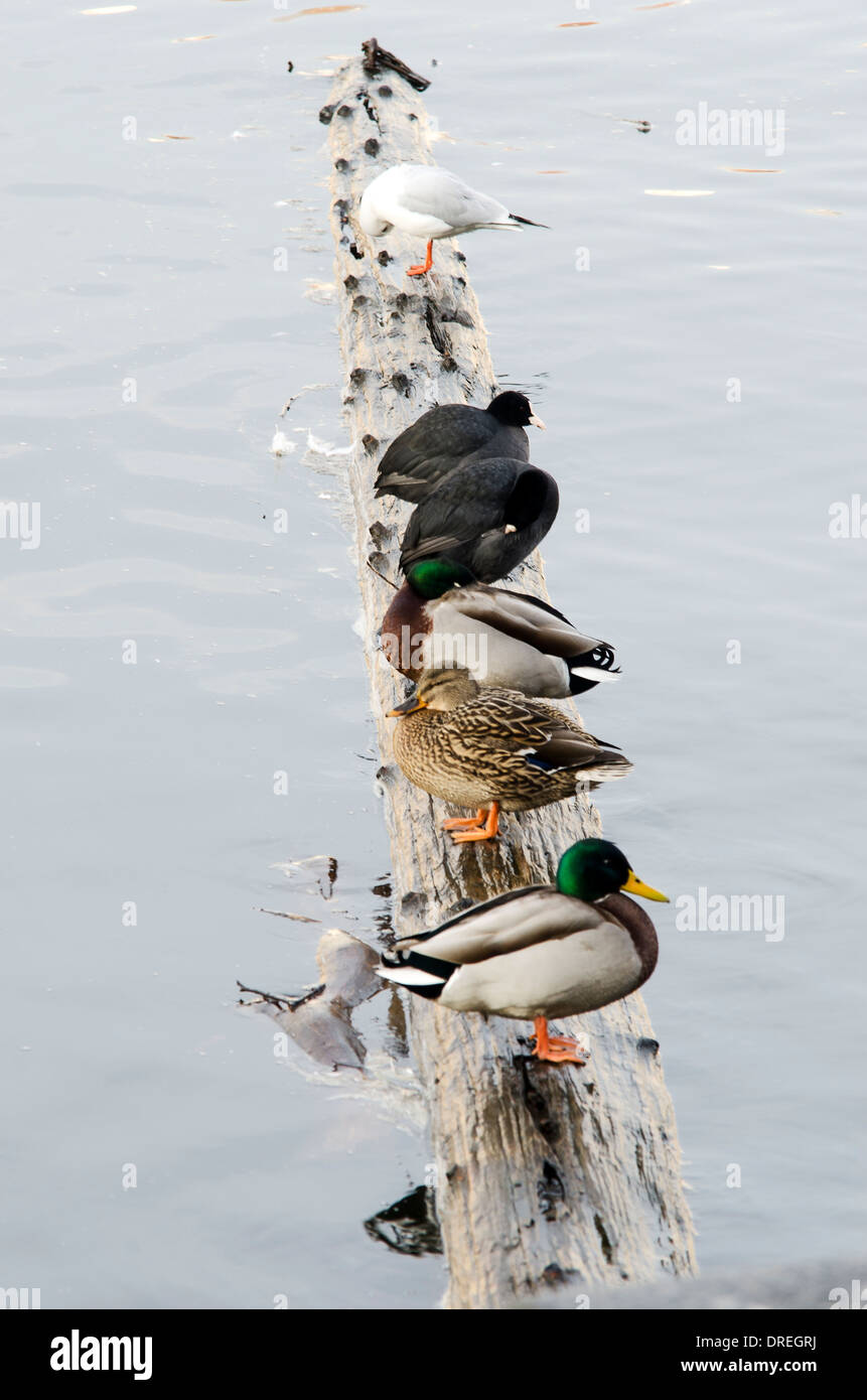 bird sitting on a log Stock Photo - Alamy