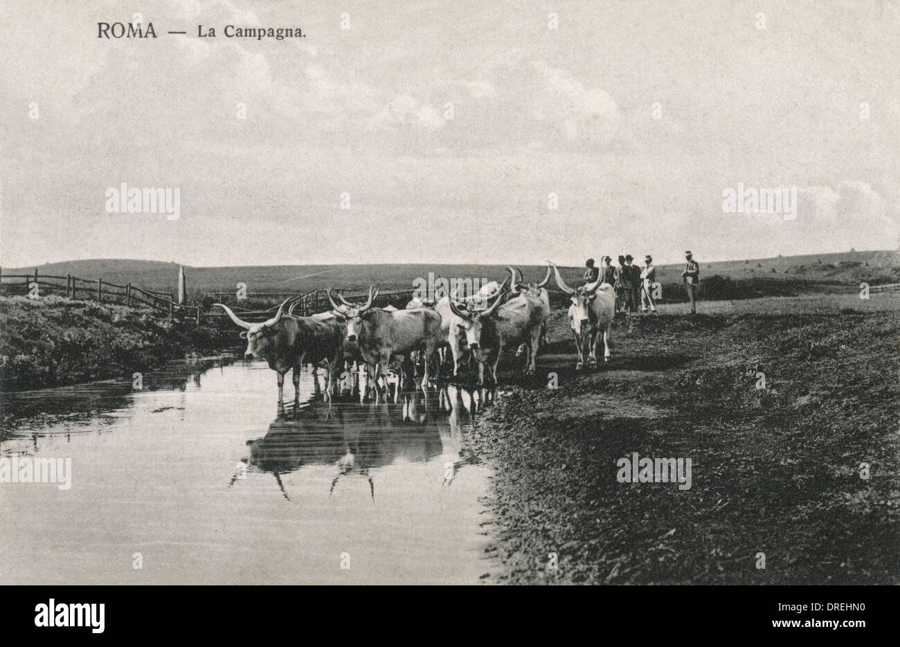 Countryside outside Rome - Cattle Stock Photo - Alamy