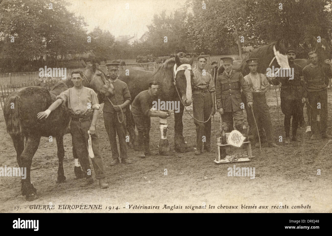 English vets on the Western Front Stock Photo - Alamy