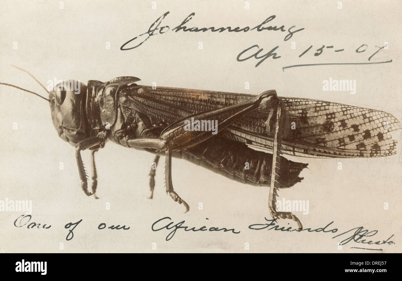 South african insect hi-res stock photography and images - Alamy