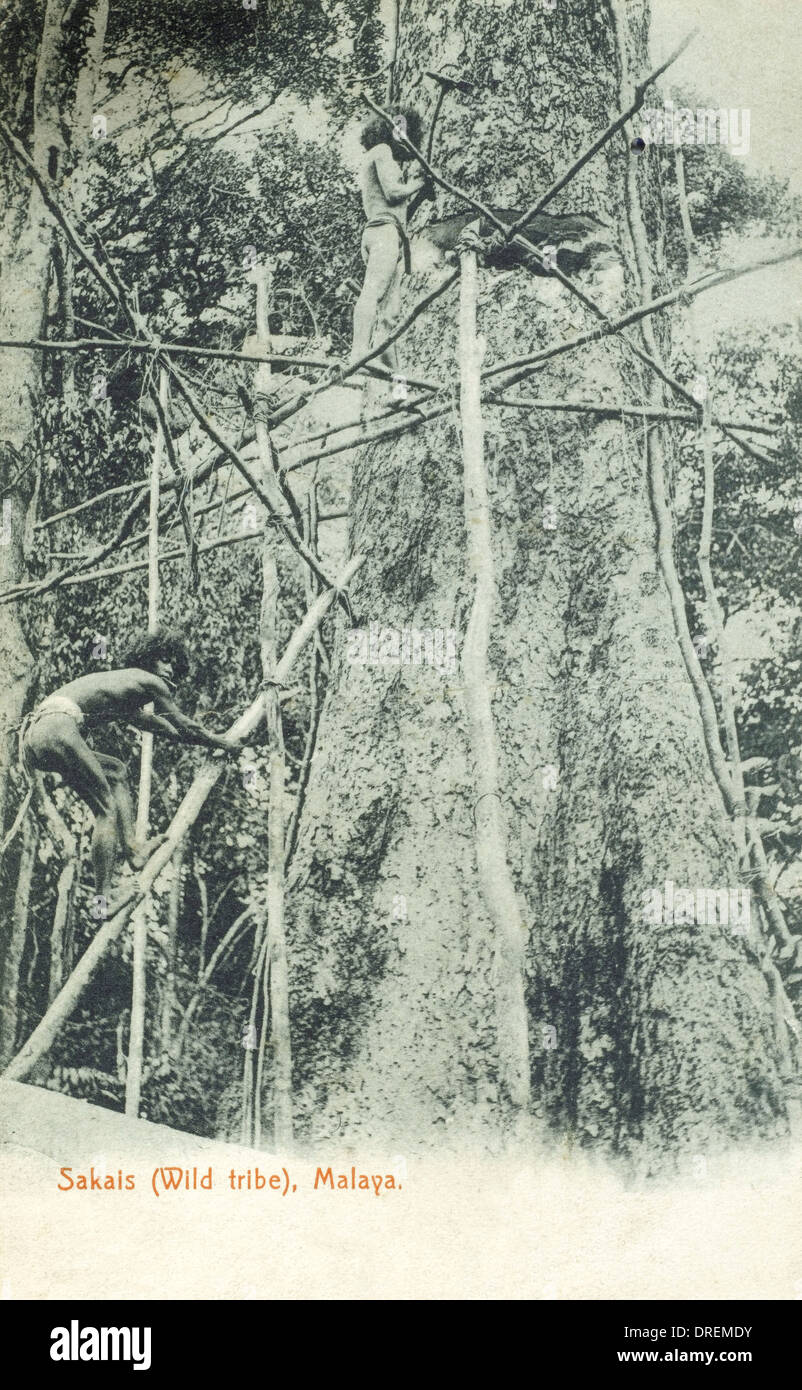 Malaysia - Men of the Sakai tribe Stock Photo - Alamy