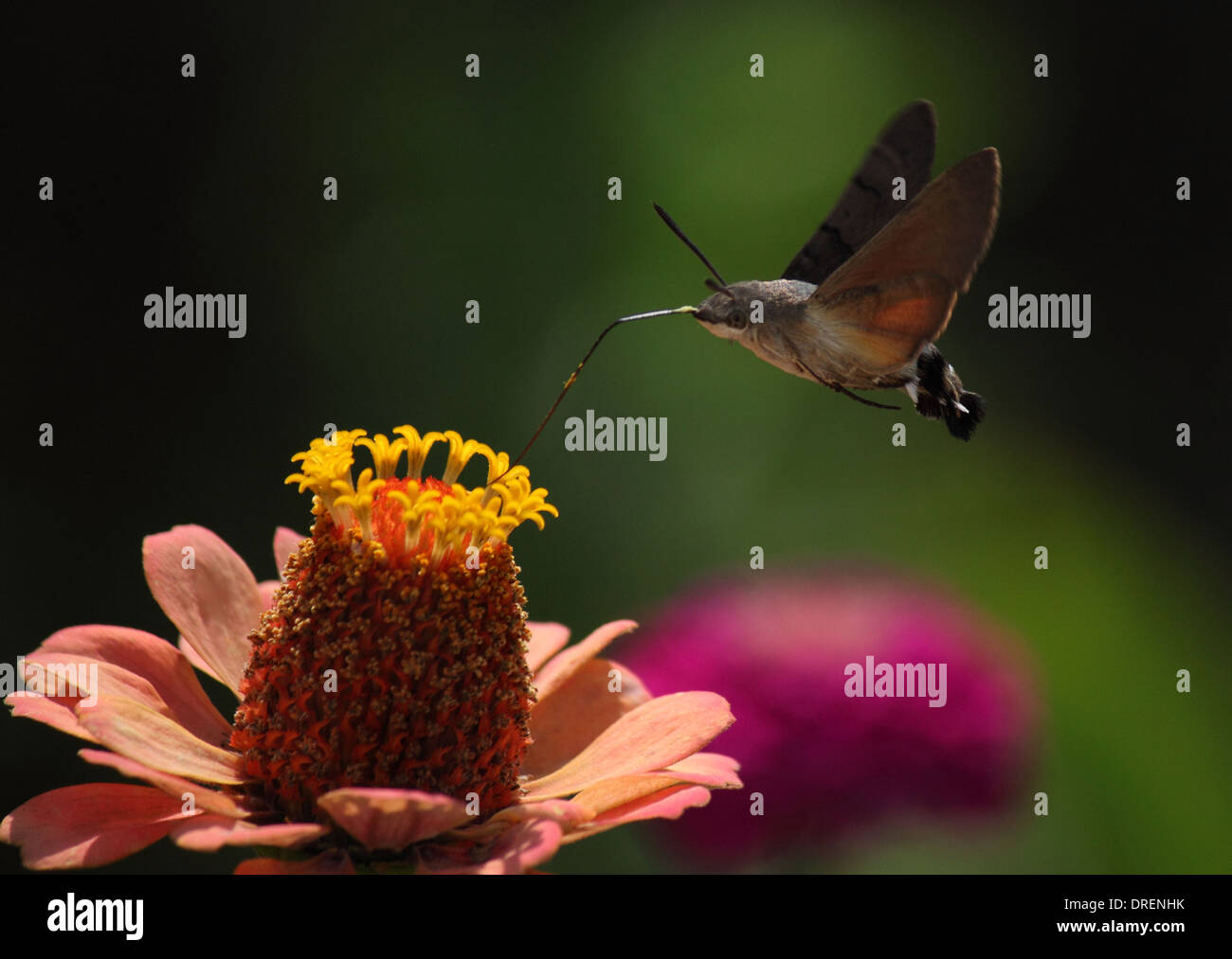 Moths flying hi-res stock photography and images - Alamy