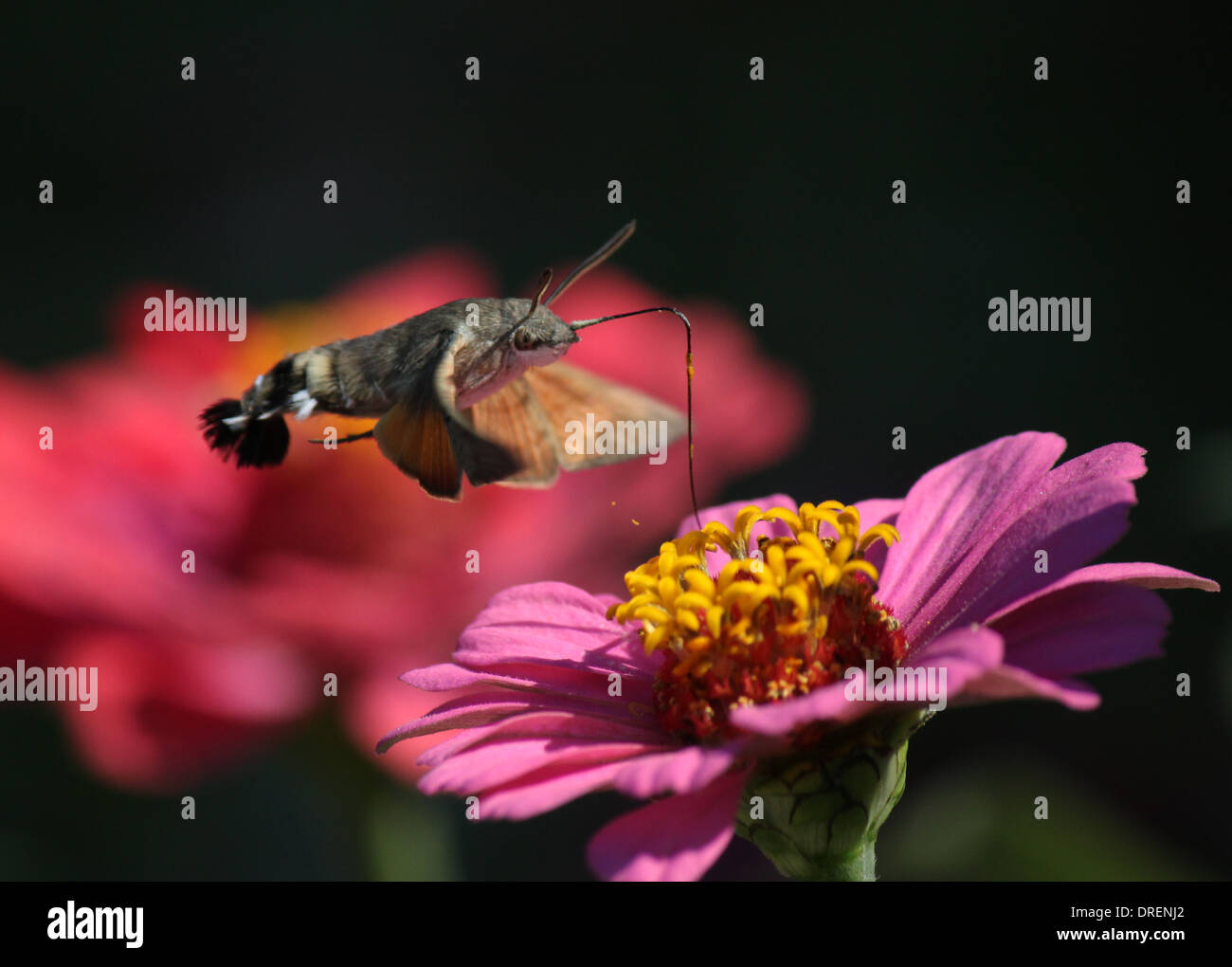 Moths flying hi-res stock photography and images - Alamy
