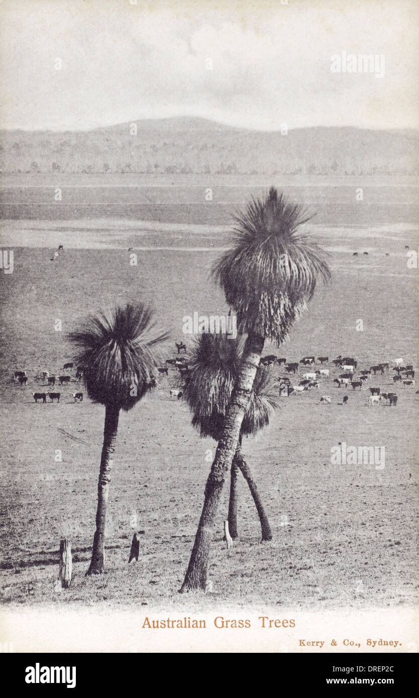 Australian grass trees Stock Photo - Alamy