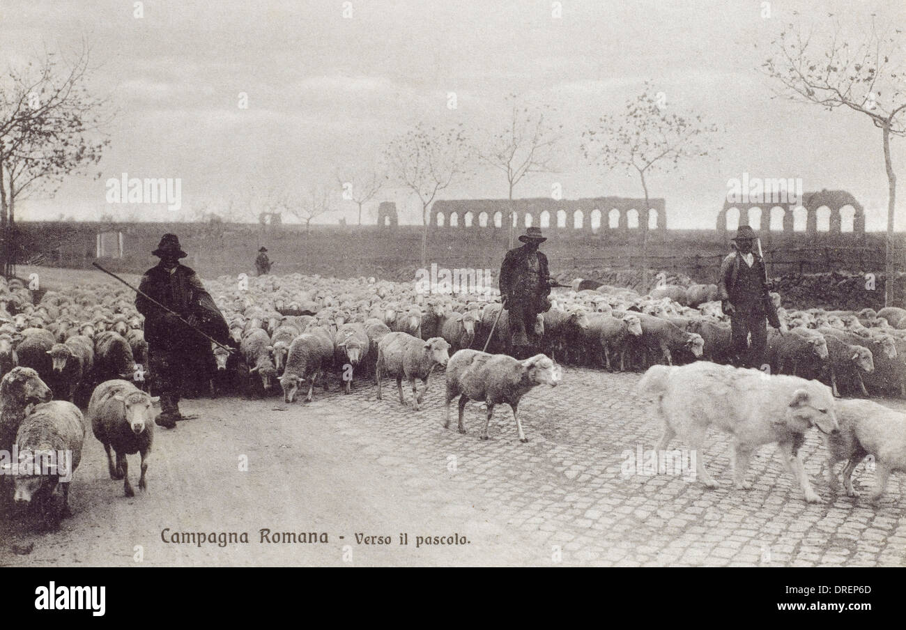 Appian Way - Rome - Sheep herded along the road Stock Photo - Alamy