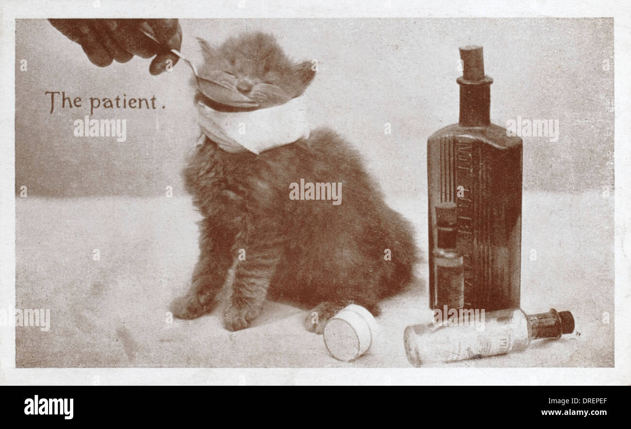 Poorly cat hi-res stock photography and images - Alamy