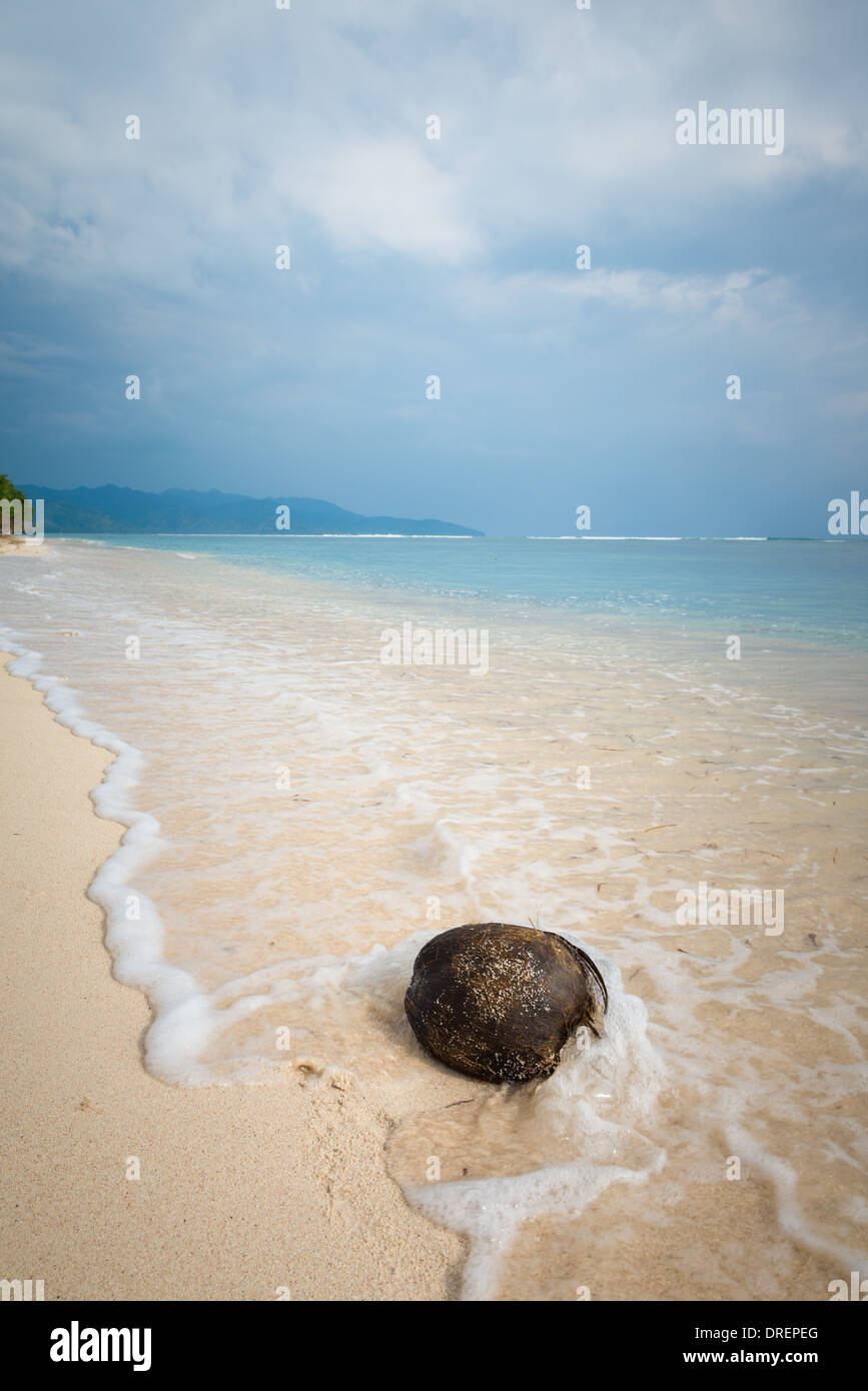 Coconut on the beach at exotic indonesian pacific island location Stock ...