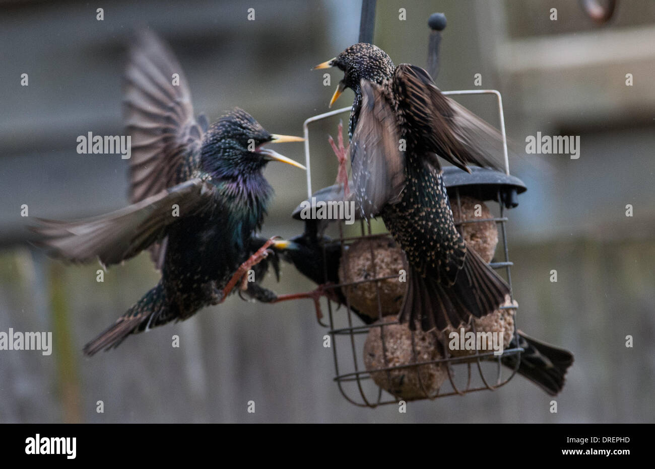 Starlings on fat ball feeder hi-res stock photography and images - Alamy