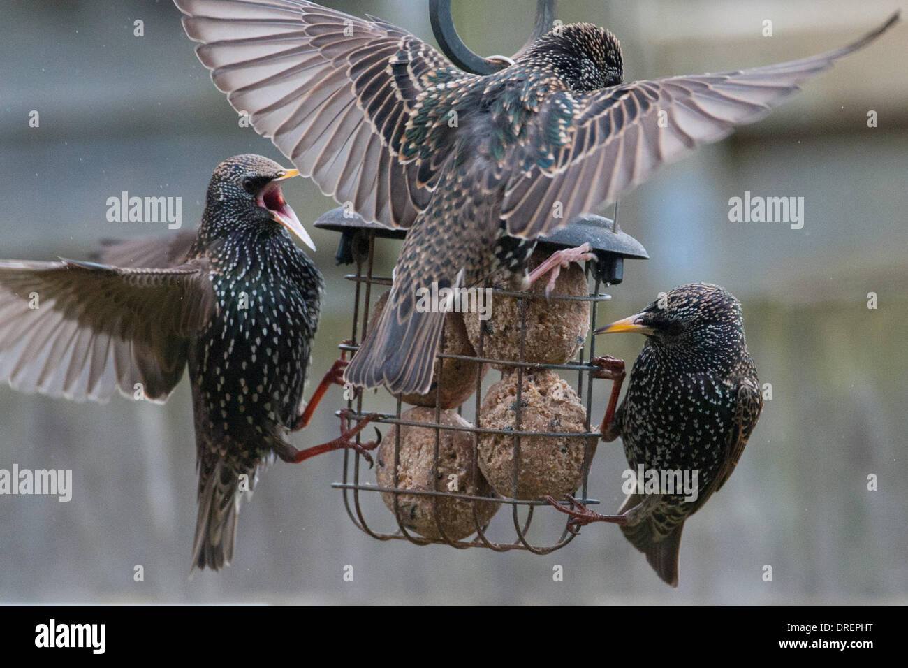 Sturnis vulgaris starlings hi-res stock photography and images - Alamy